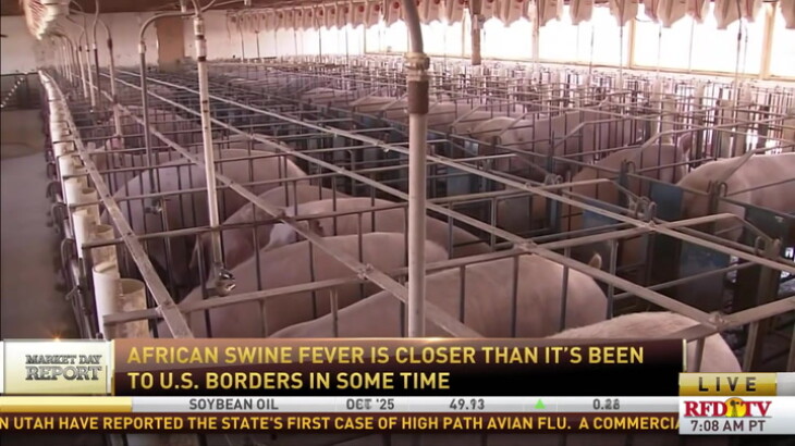 Pork Industry Bolsters Biosecurity Against Growing Threat of African ...
