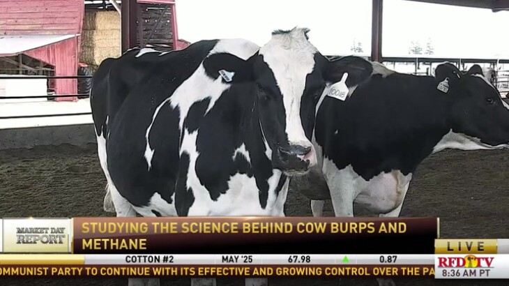 What's the science between cow burps and methane? - RFD-TV