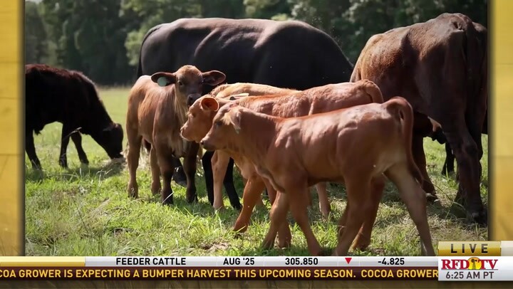 beefmaster cow description