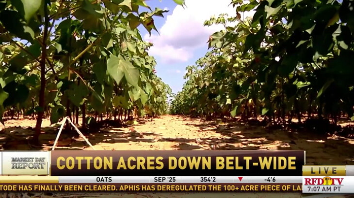 The National Cotton Council says that crop acreage is down belt-wide ...