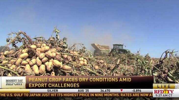 Peanut exports are holding steady despite global challenges - RFD-TV