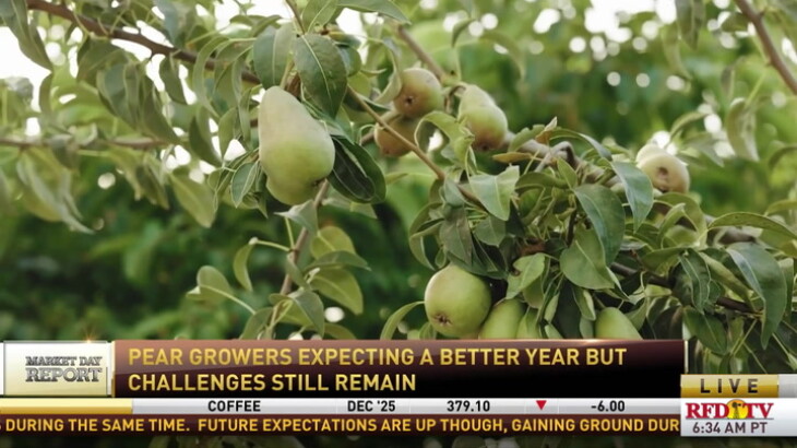 Washington's Pear Crop Yield Increases by 60% Year-Over-Year - RFD-TV