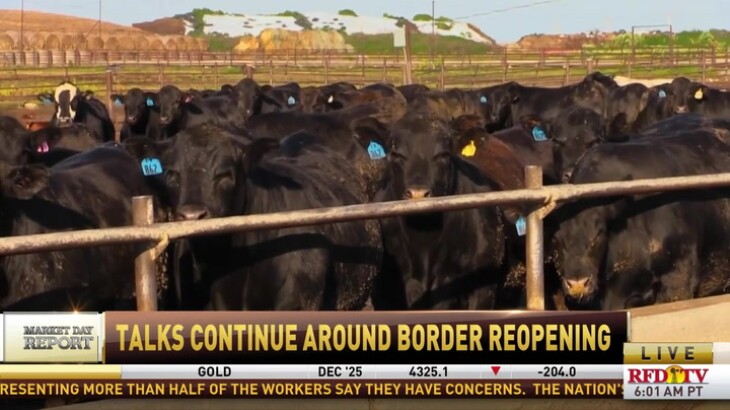 Markets Anticipate Return to Normal Trading With Eye on Southern Border ...