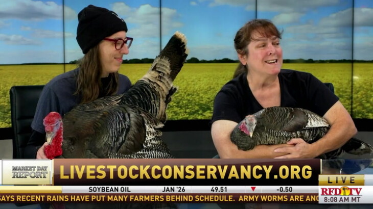 Turkeys Gone Wild: Livestock Conservancy Highlights Heritage Breeds ...