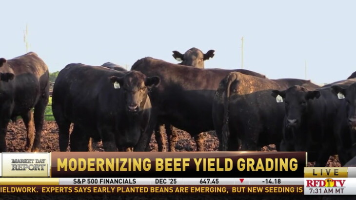 Modernizing Yield Grading To Match Today’s Beef Carcasses - RFD