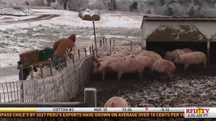 The first pig has contracted High-Path Avian Flu in Oregon - RFD-TV