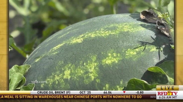 Sweet Taste of Summer! Let's learn more about the Blackjack Watermelon ...