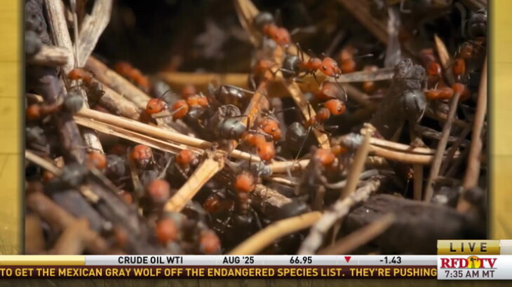 Virginia farmers are fighting back against a venomous pest: fire ants - RFD