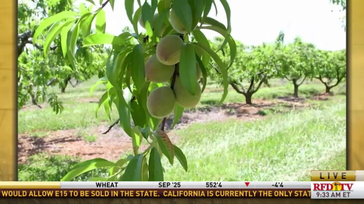 We head to Georgia's peach trees for a look inside the harvest of the ...