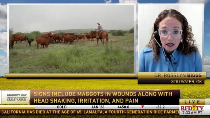 Screwworm Threat Prompts Heightened Biosecurity as Experts Urge ...