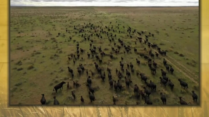 Let's meet a Colorado farm family who has been ranching for profit for ...
