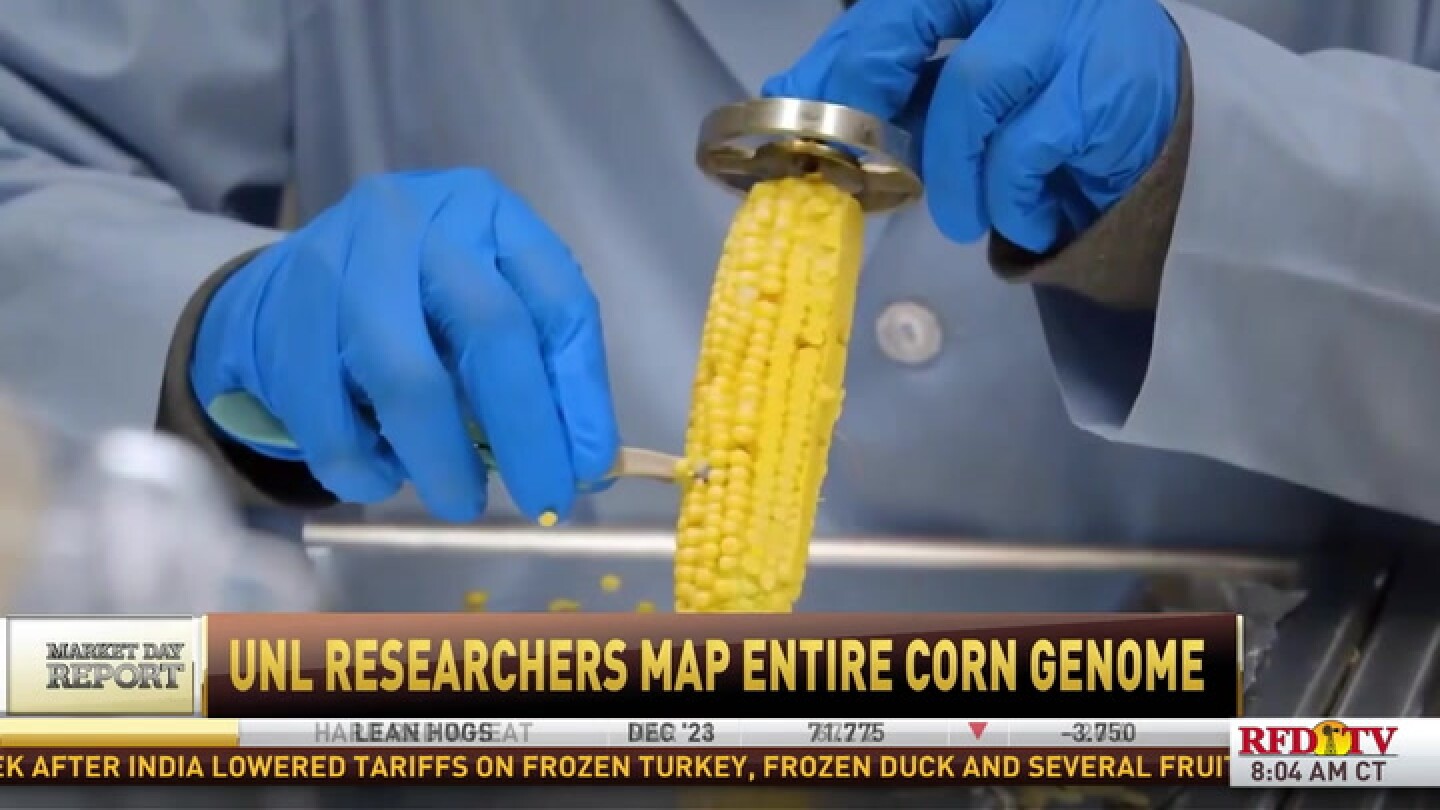 Cracking the Corn Code: A recent breakthrough could mean bigger yields ...