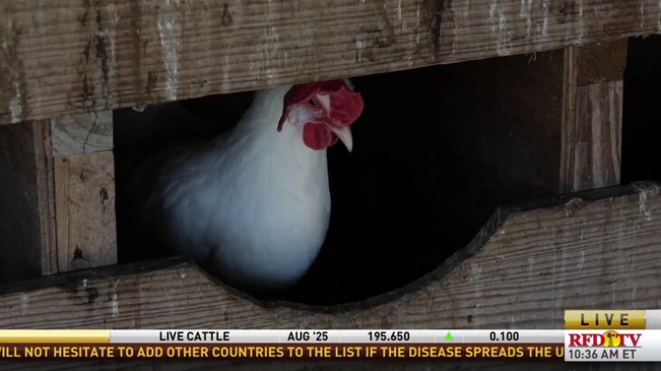 How To Get Started On Your Own Backyard Chicken Flock - RFD-TV