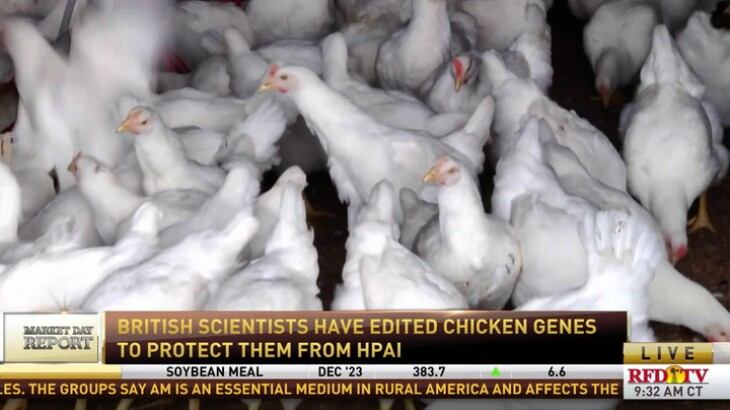 Protecting Poultry: European researchers increase HPAI resistance in ...