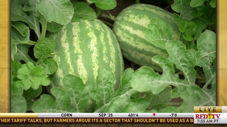 Let's see how this North Carolina operation grows this summer staple ...