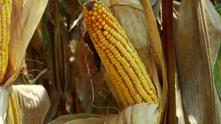 Corn Crisis? USDA's bullish WASDE has corn growers asking for help - RFD